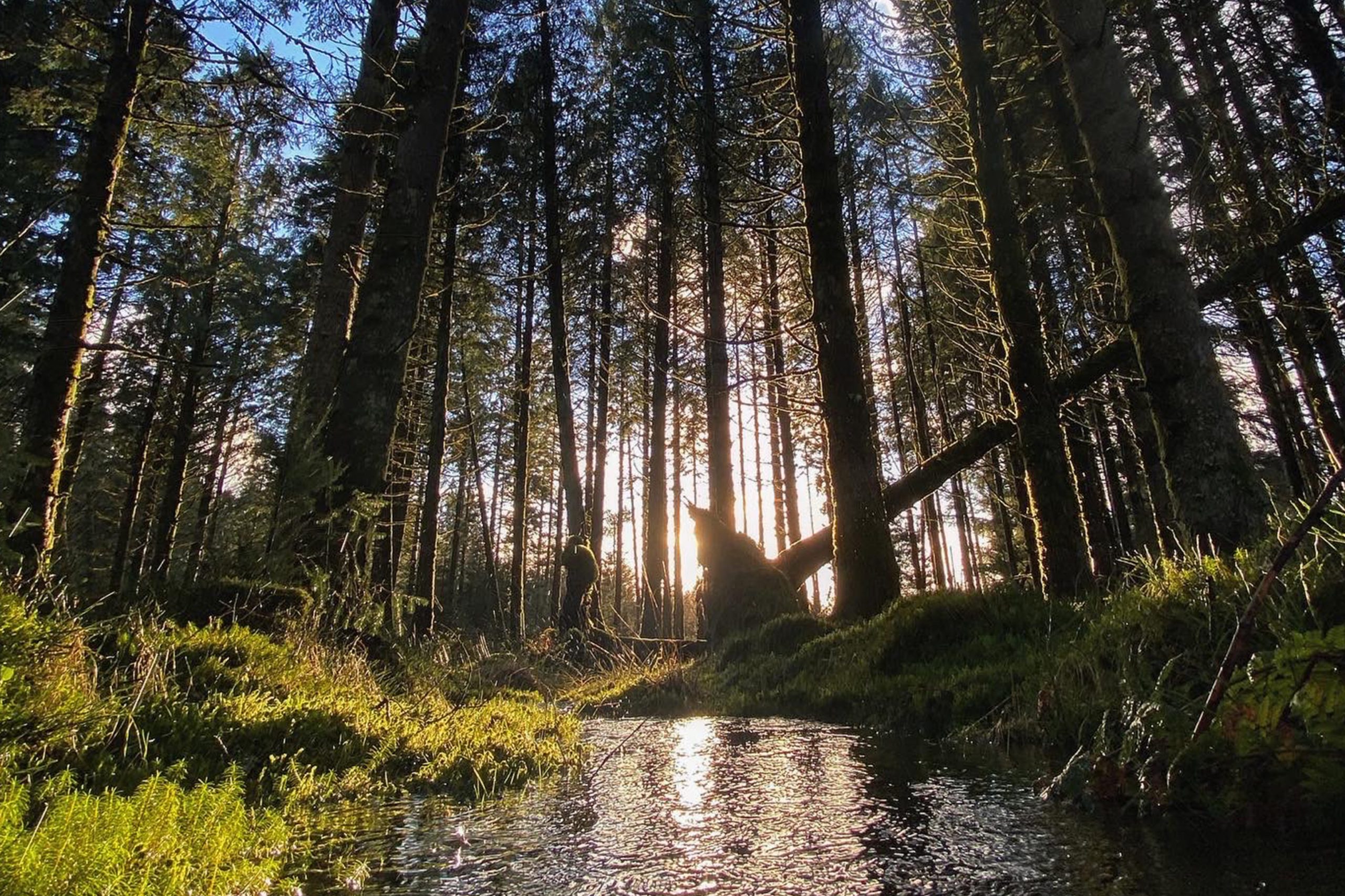 Galloway Forest Dark Sky Park - The Dark Sky Dome